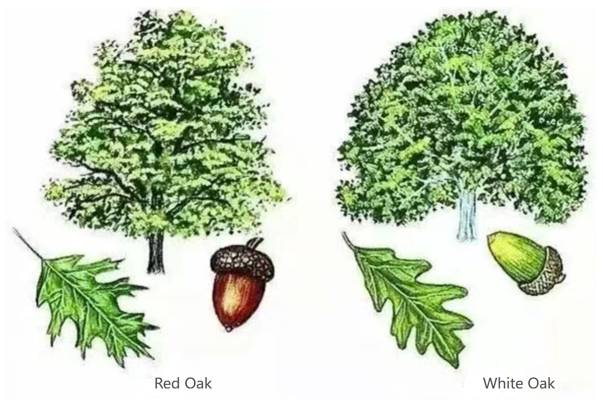 4 Tips to Tell White Oak from Red Oak - TBM